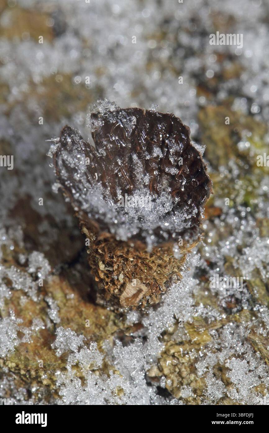 Fluted Bird's Nest (Cyathus striatus Stock Photo - Alamy