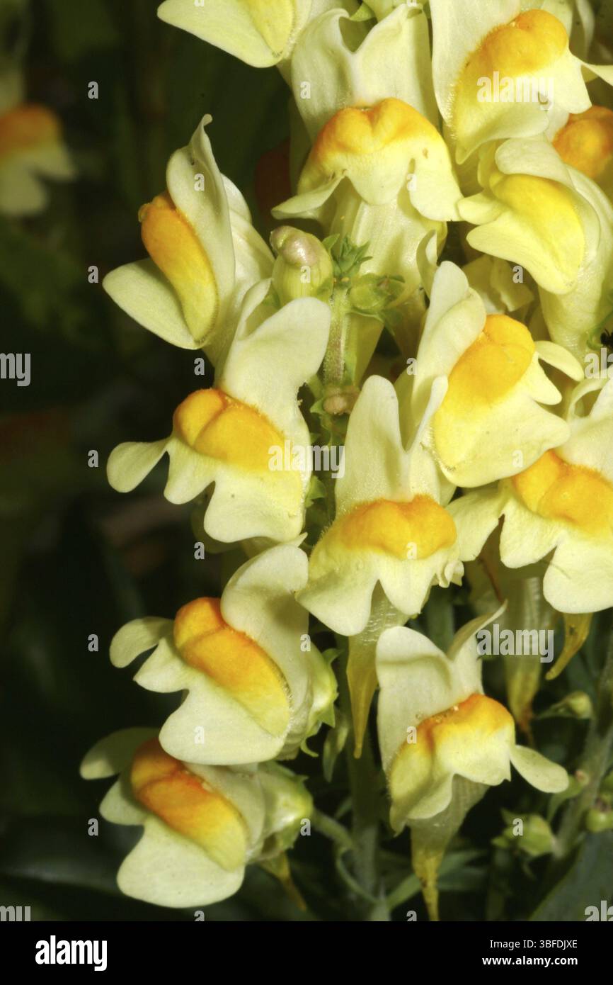 Common toadflax (Linaria vulgaris Stock Photo - Alamy