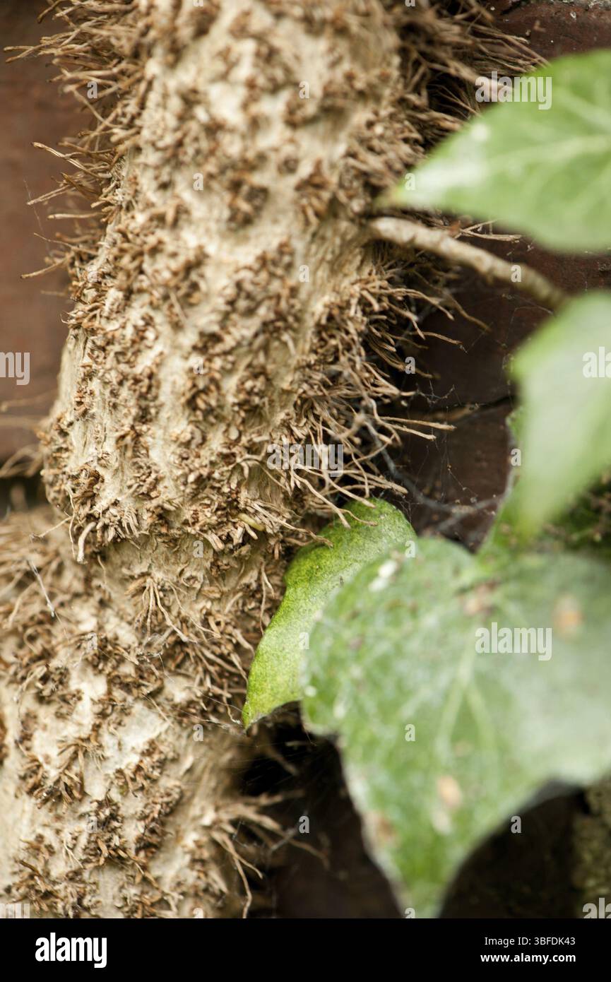 Root climber (Hedera helix Stock Photo - Alamy
