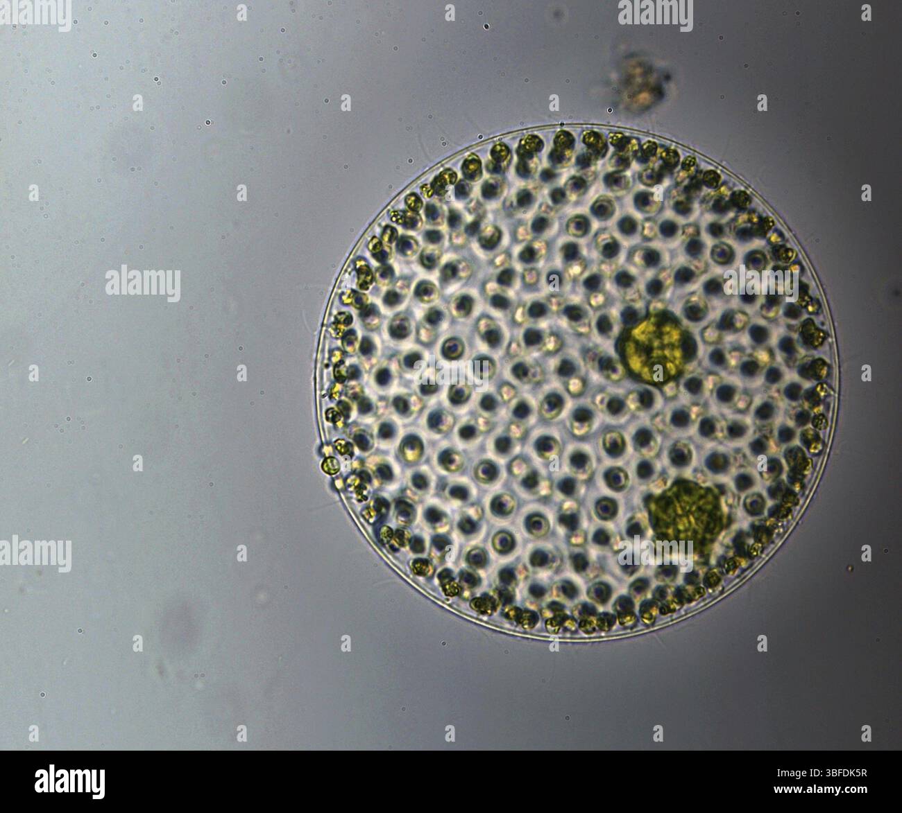 Volvox approx. 200x magnified in transmitted light (Volvox Stock Photo ...