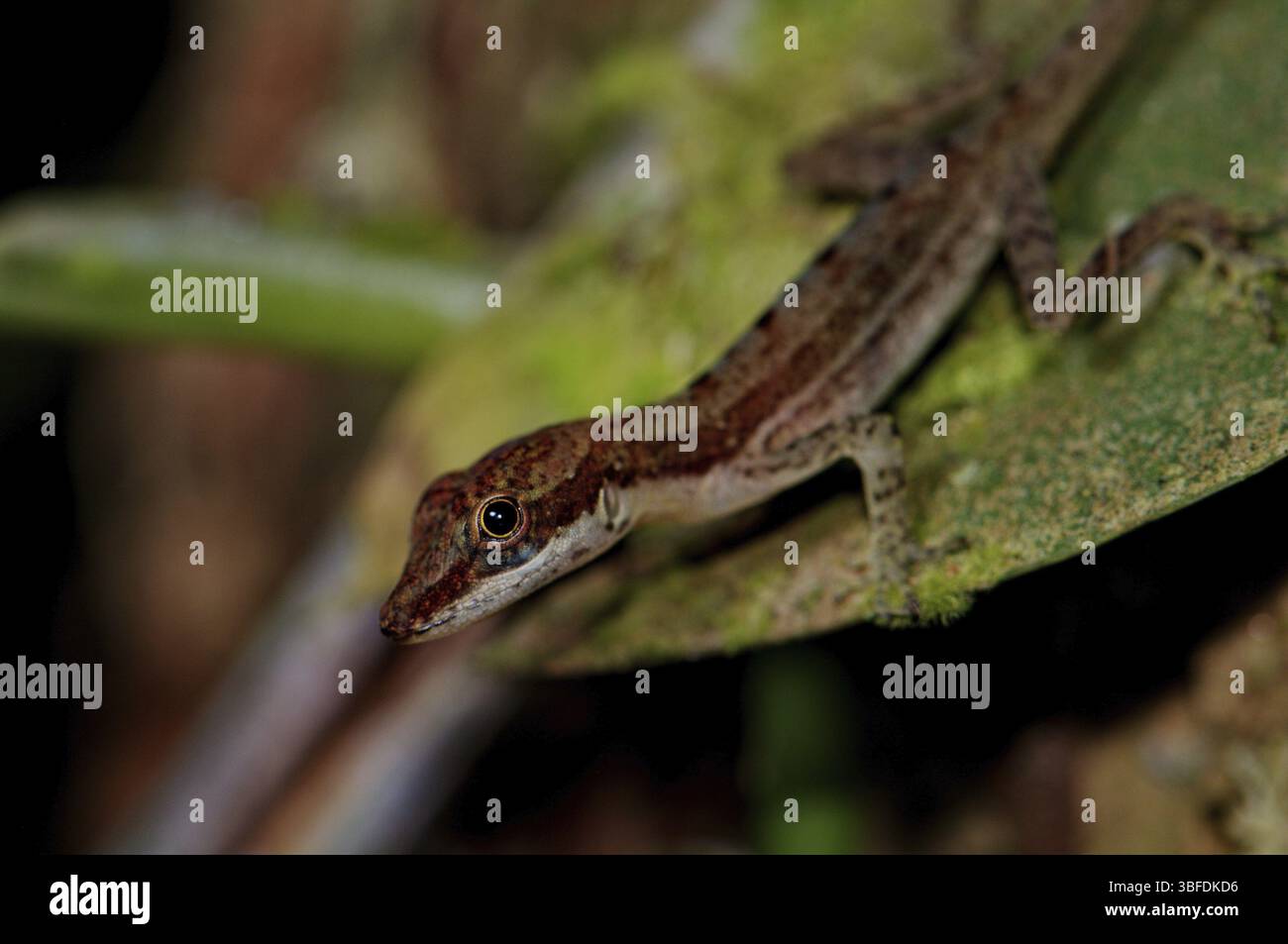 Bachanolis (Norops oxylophus Stock Photo - Alamy