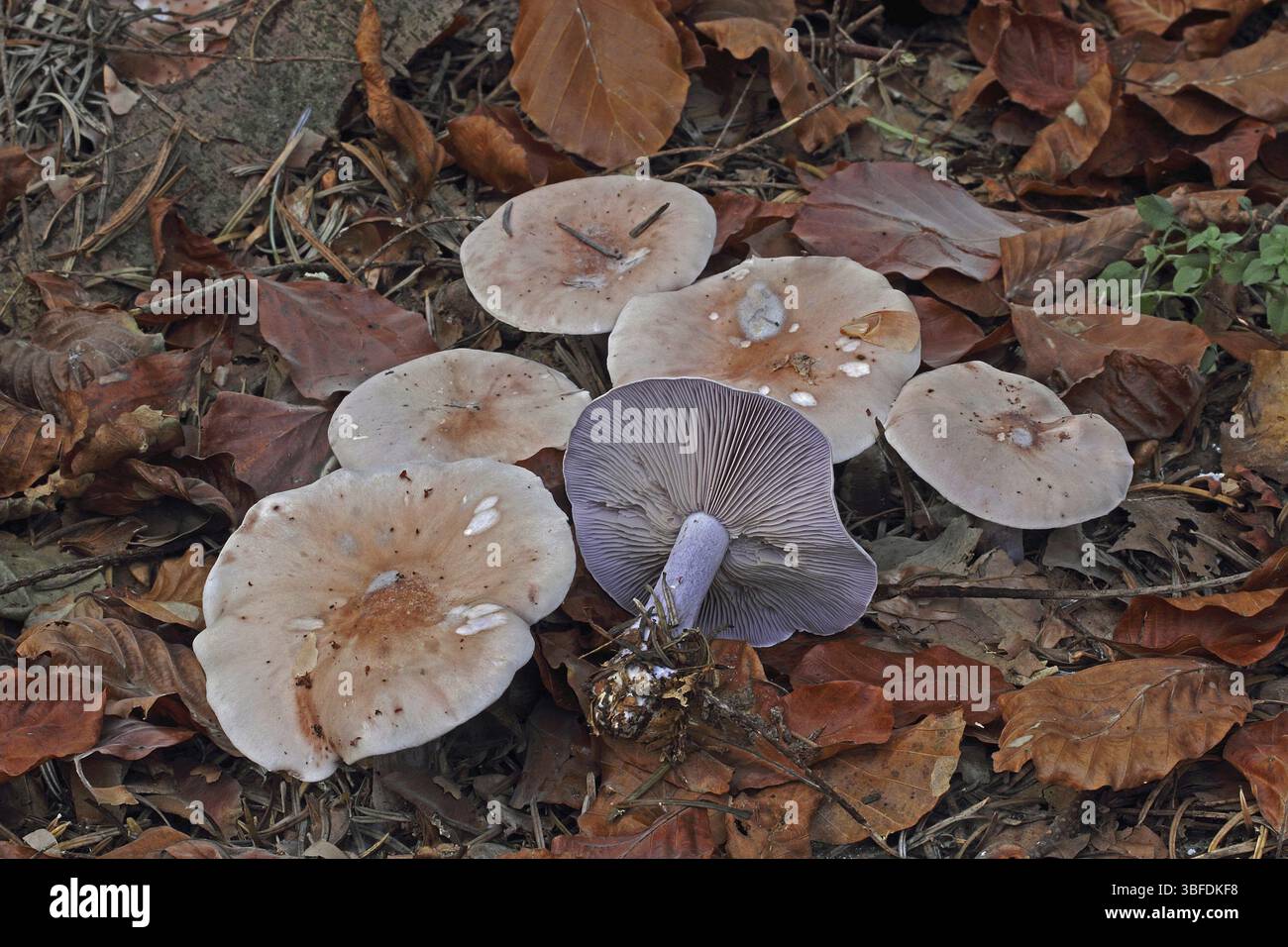 Wood blewit (Lepista nuda Stock Photo - Alamy