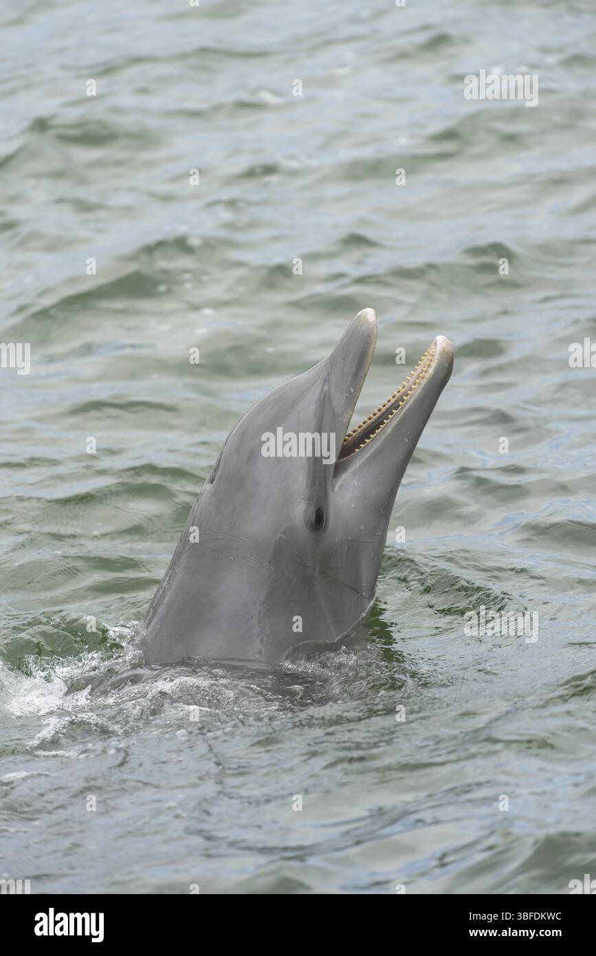 Dolphin (Delphinus delphis Stock Photo - Alamy