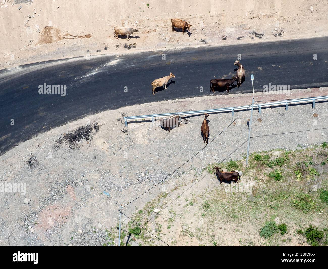 aerial view of village cows on highway between villages of Tatev and ...