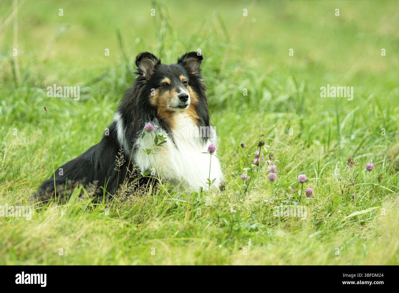 Domestic dog (Canis lupus familiaris Stock Photo - Alamy