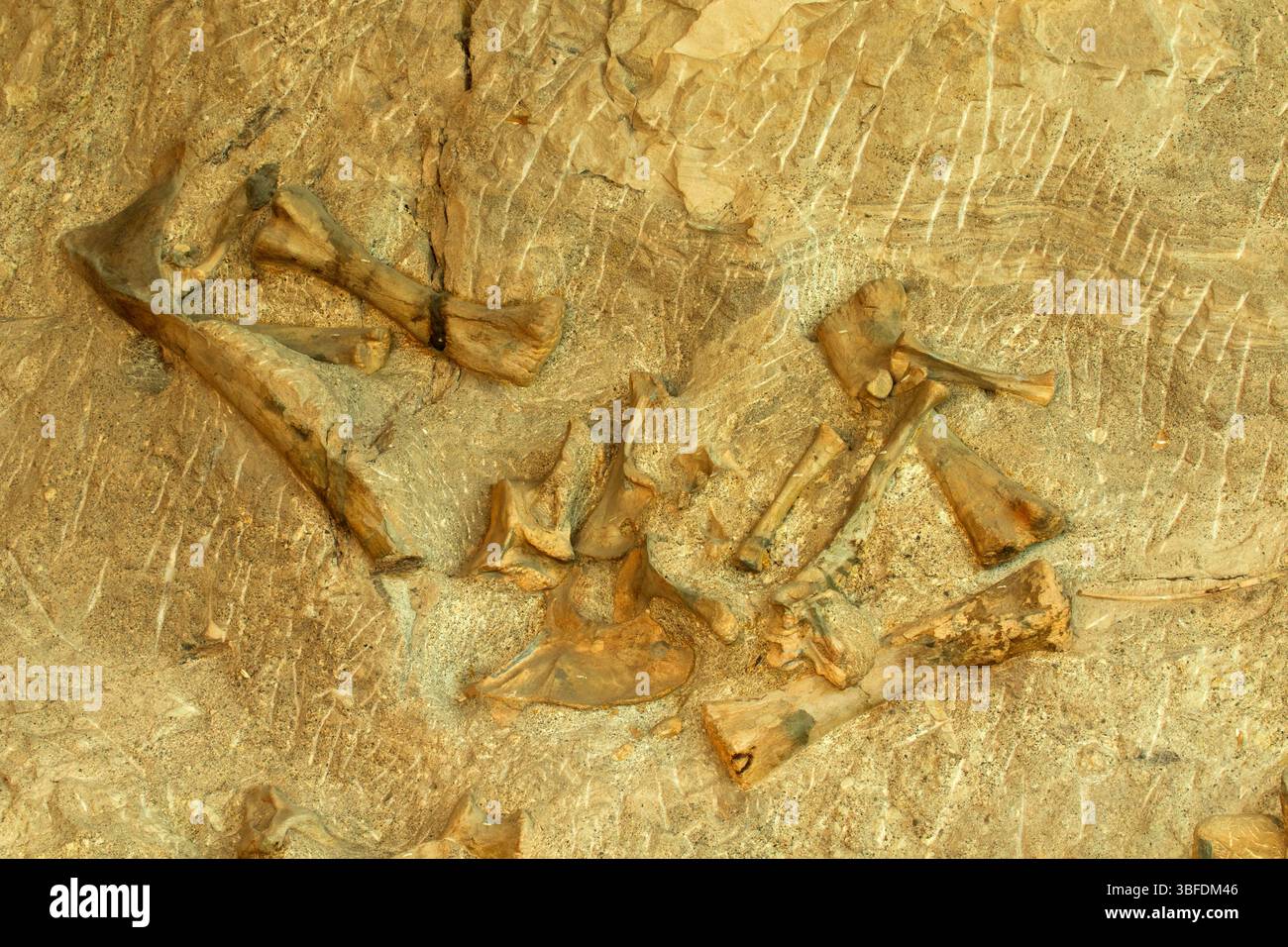 Quarry Exhibit Hall dinosaur bones, Dinosaur National Monument, Utah ...