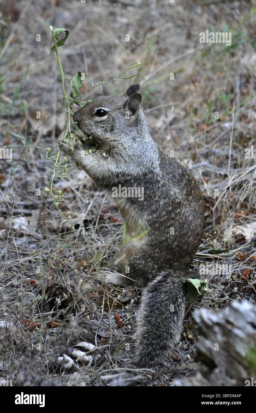 Squirrel yellowstone national park hi-res stock photography and images - Alamy
