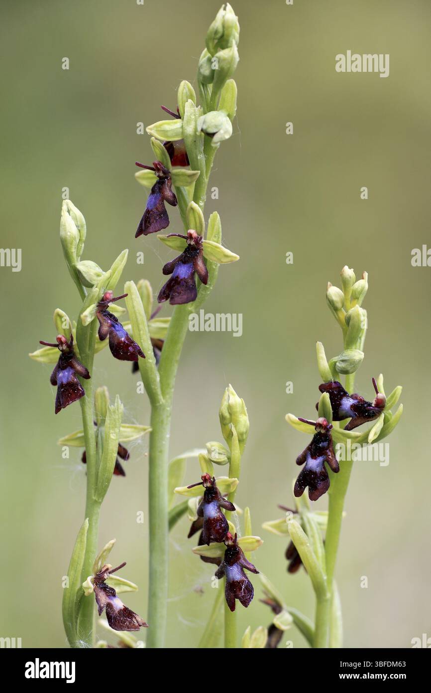 Fly orchid (Ophrys insectifera Stock Photo - Alamy