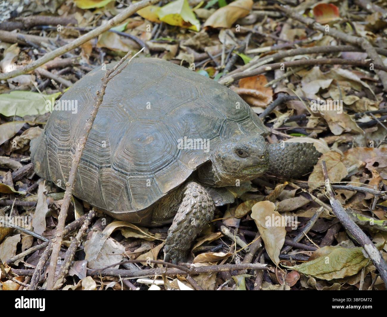 Georgia gopher tortoise (Gopherus polyphemus Stock Photo - Alamy