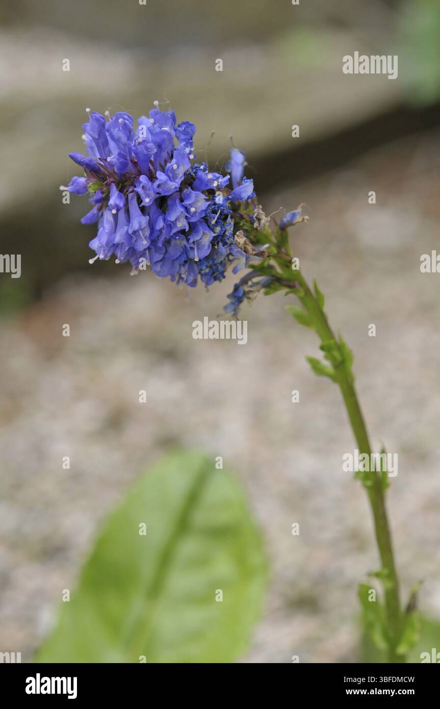 Wulfenia carinthiaca (Wulfenia carinthiaca Stock Photo - Alamy