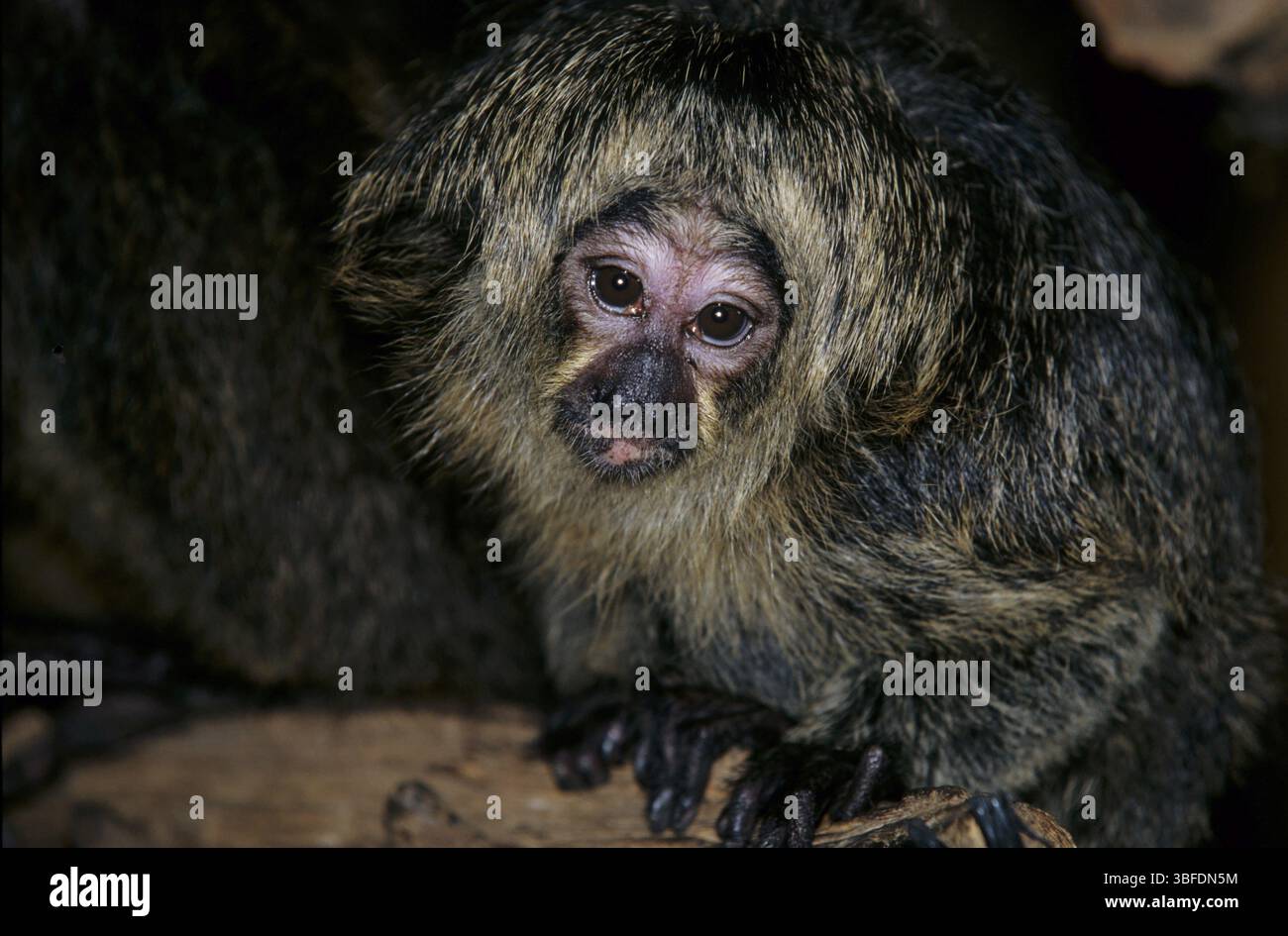 Pale-headed saki female (Pithecia pithecia Stock Photo - Alamy