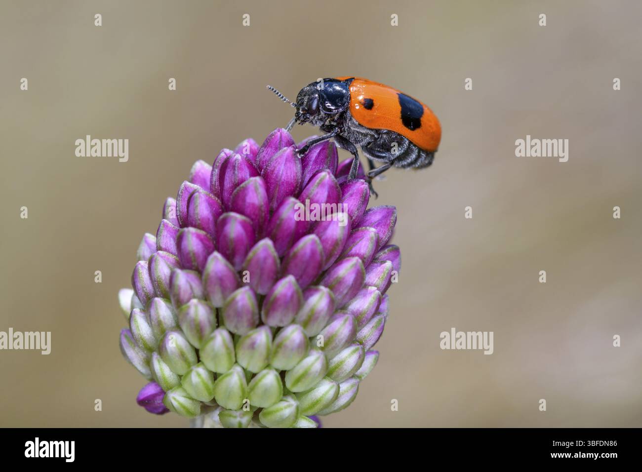Ant sac beetle or ant leaf beetle - Clytra laeviuscula - on round ...
