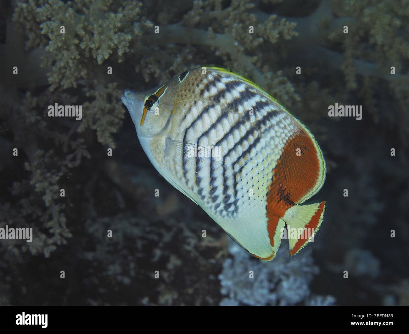Red Sea butterflyfish (Chaetodon paucifasciatus Stock Photo - Alamy