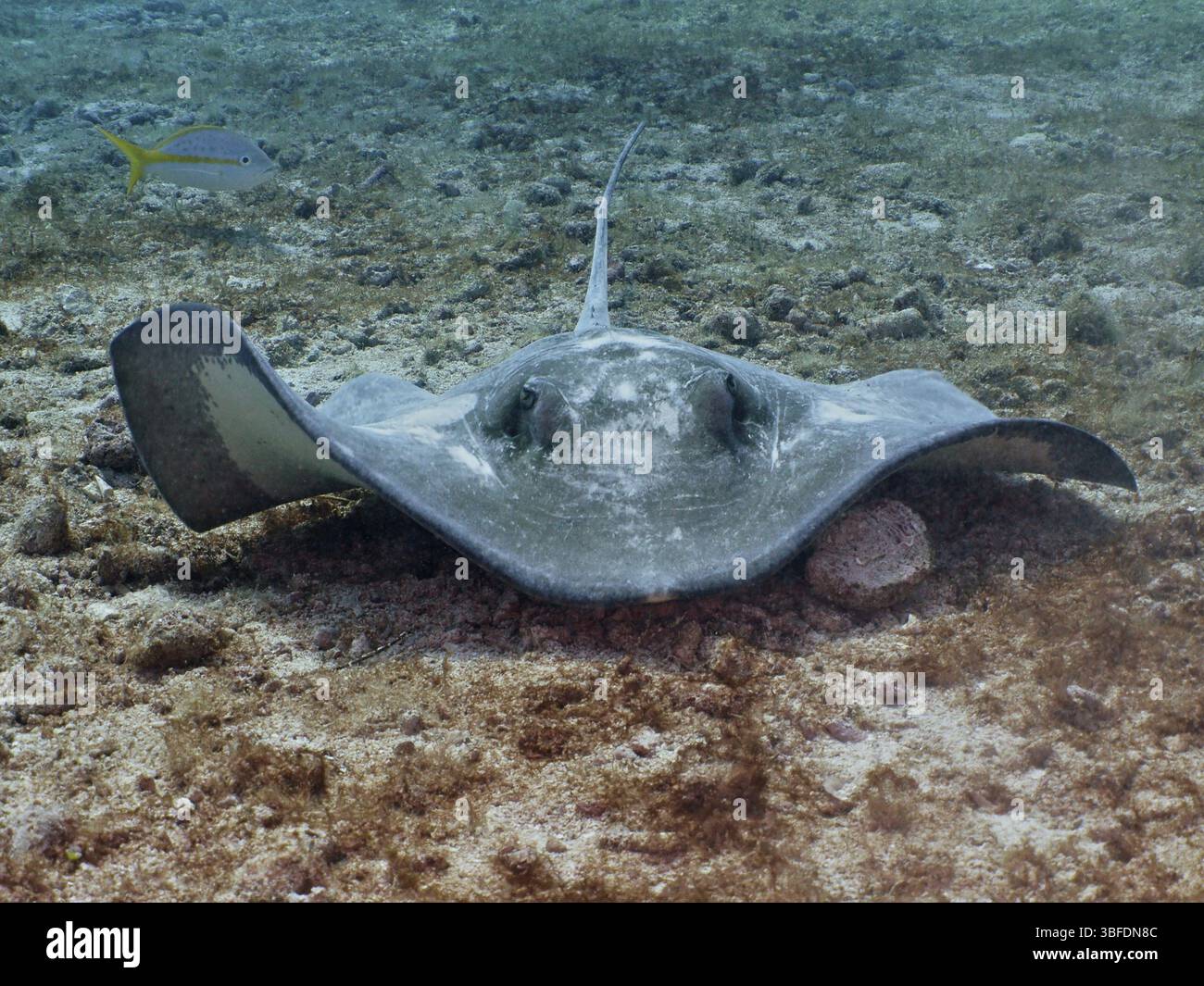 Hypanus hi-res stock photography and images - Alamy