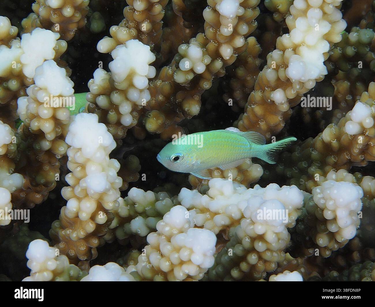 Green Chromis (Chromis viridis Stock Photo - Alamy