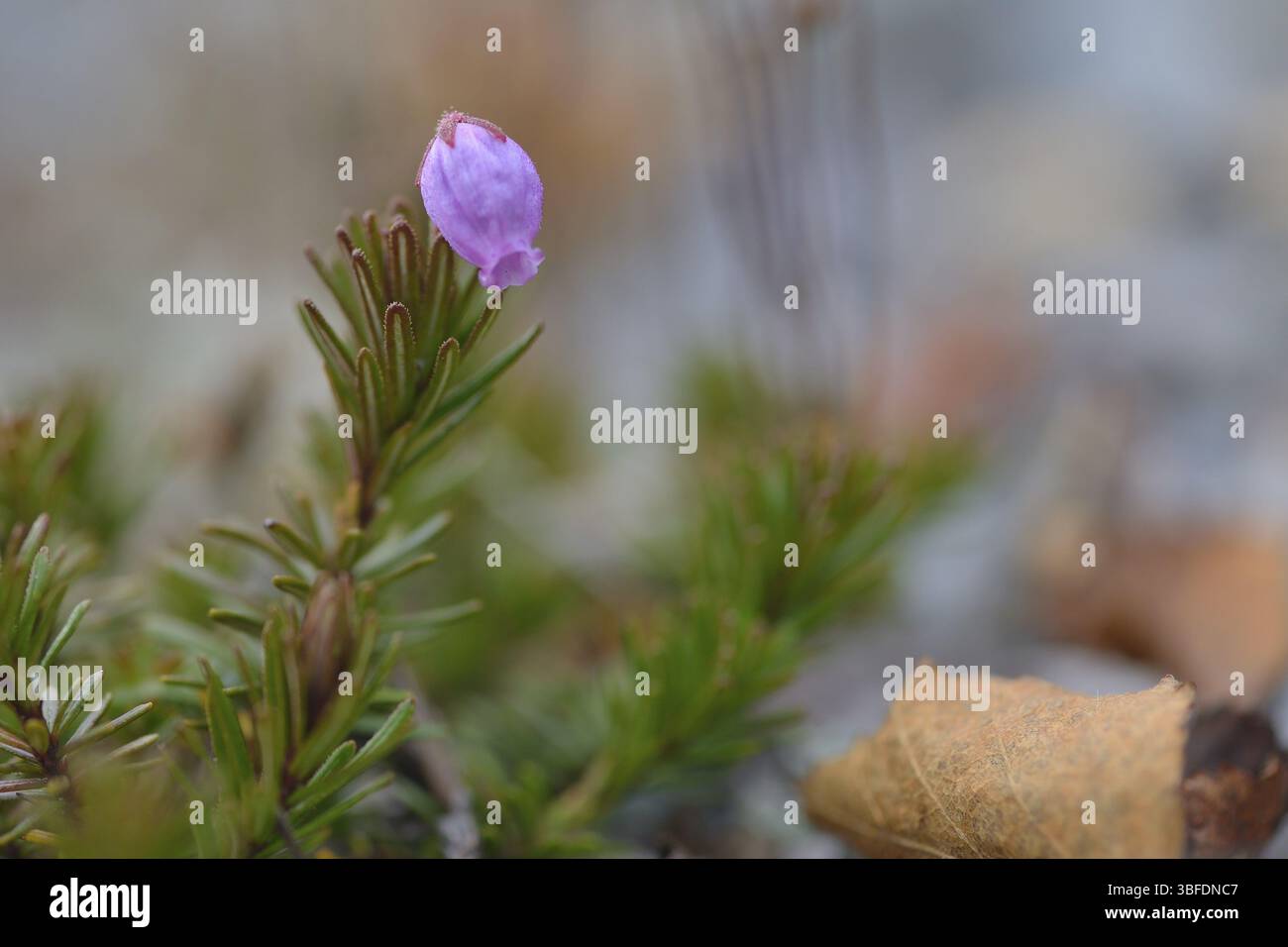Mountain heather (Phyllodoce caerulea Stock Photo - Alamy