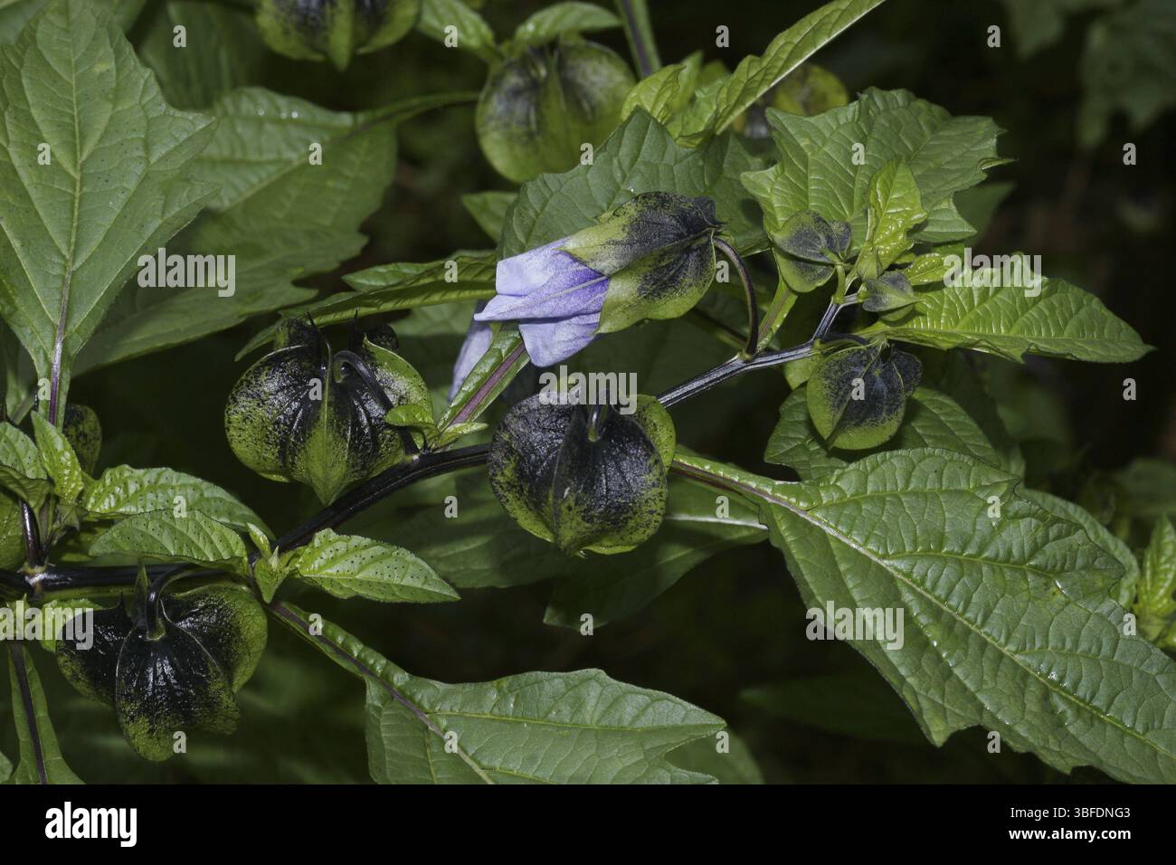 Poisonberry hi-res stock photography and images - Alamy
