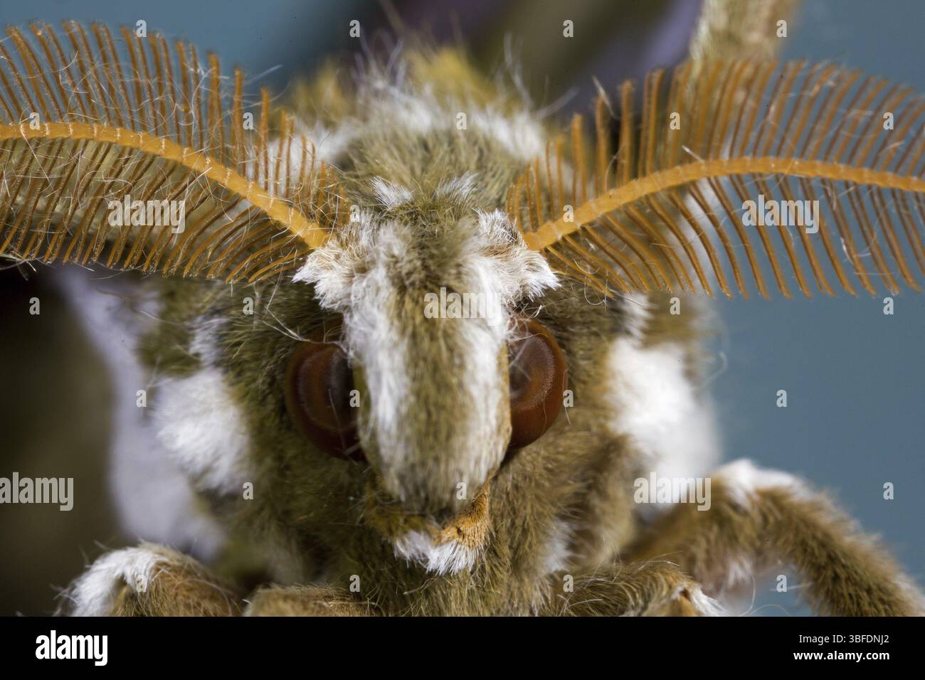 Tree of God moth (Samia cynthia Stock Photo - Alamy