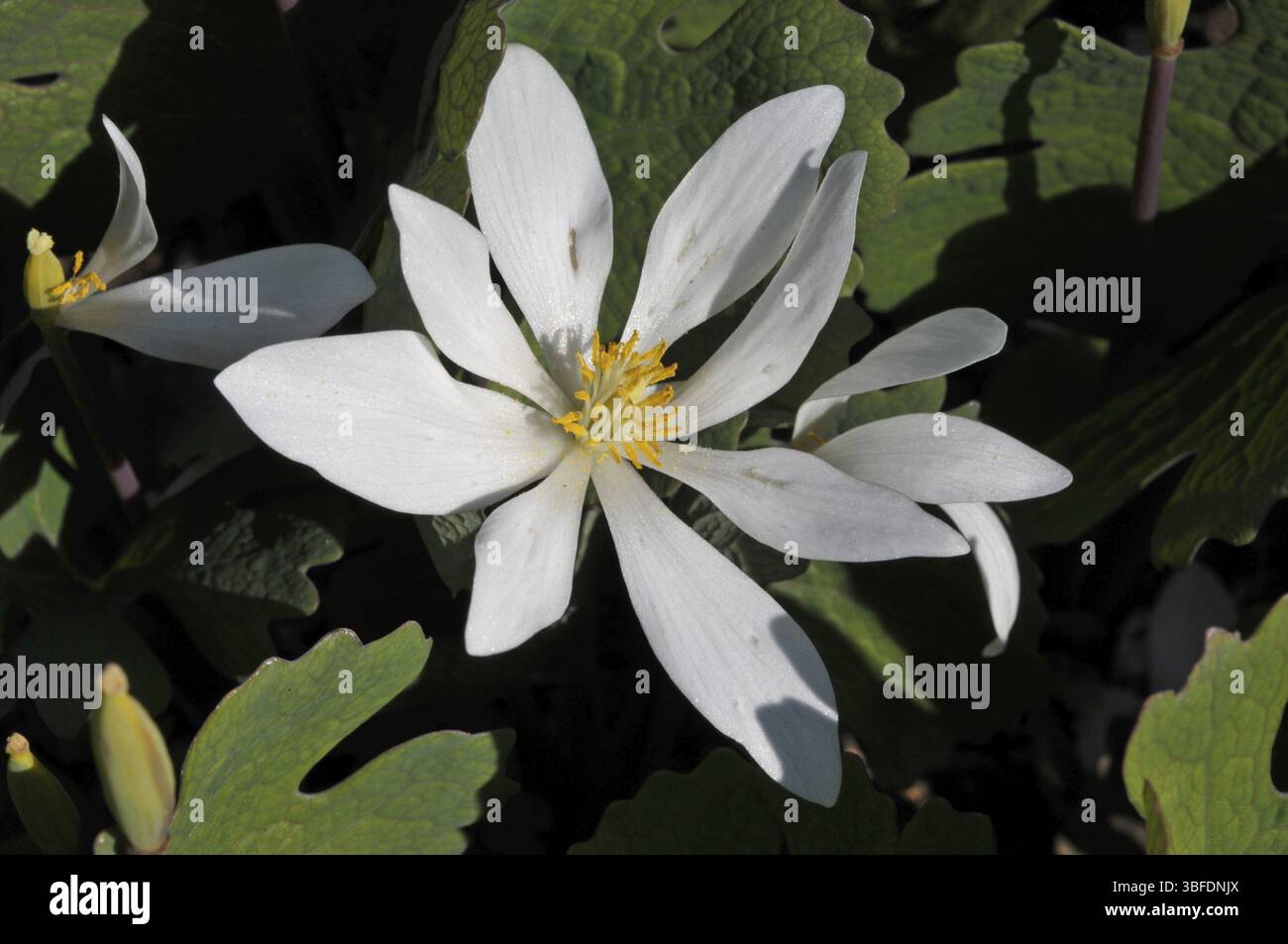 Canadian bloodroot (Sanguinaria canadensis Stock Photo - Alamy