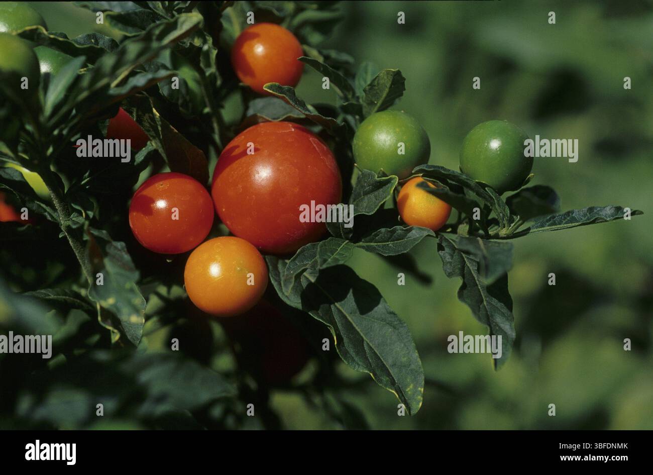 Jerusalem cherry, coral shrub (Solanum pseudocapsicum Stock Photo - Alamy