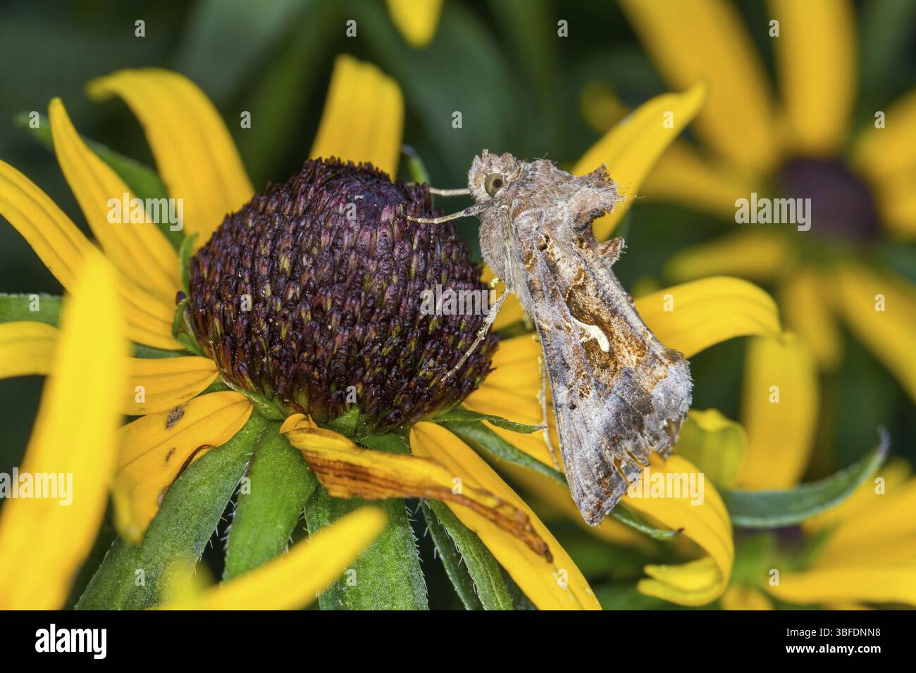 Gamma yellow hi-res stock photography and images - Alamy