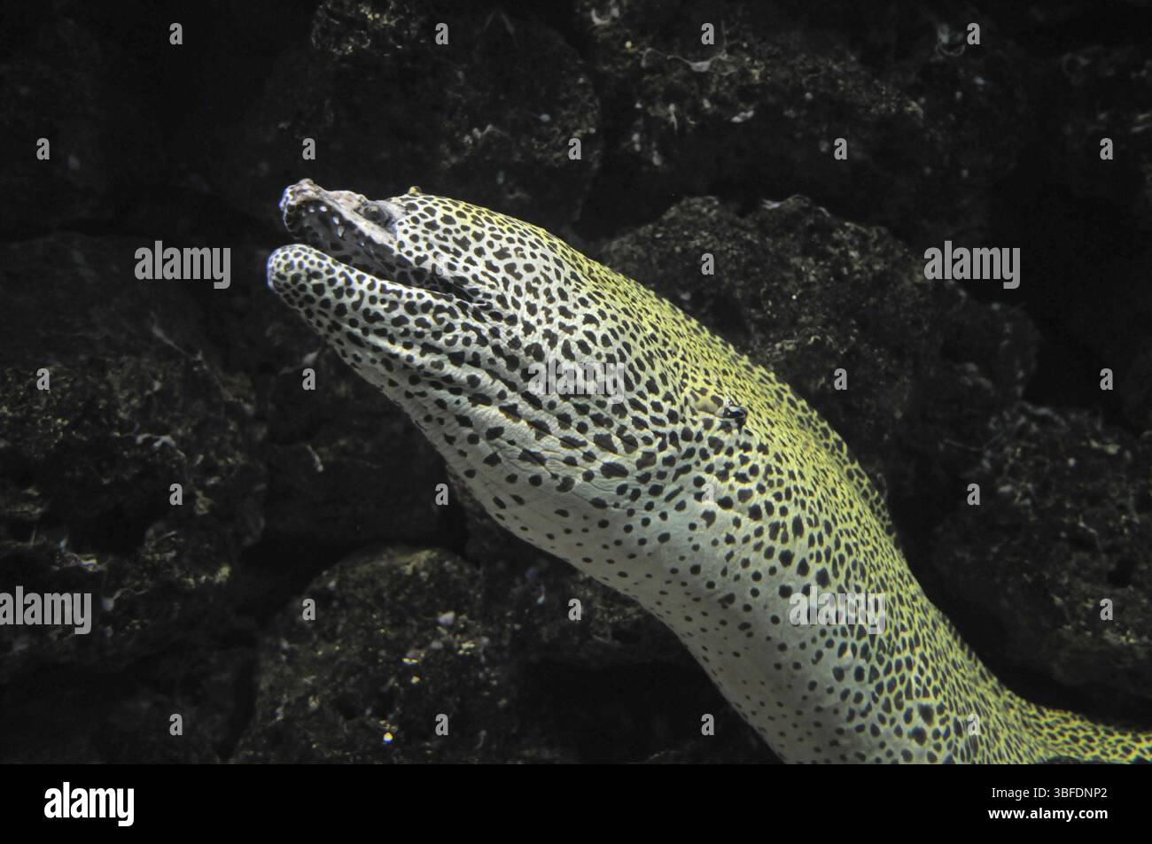 Black-spotted moray eel (Gymnothorax isingteena Stock Photo - Alamy