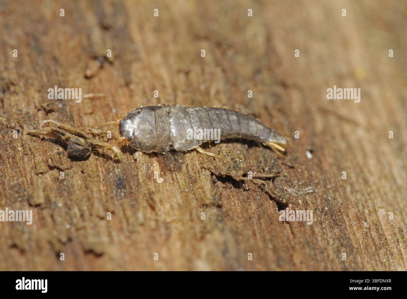 Silverfish (Lepisma saccharina Stock Photo - Alamy