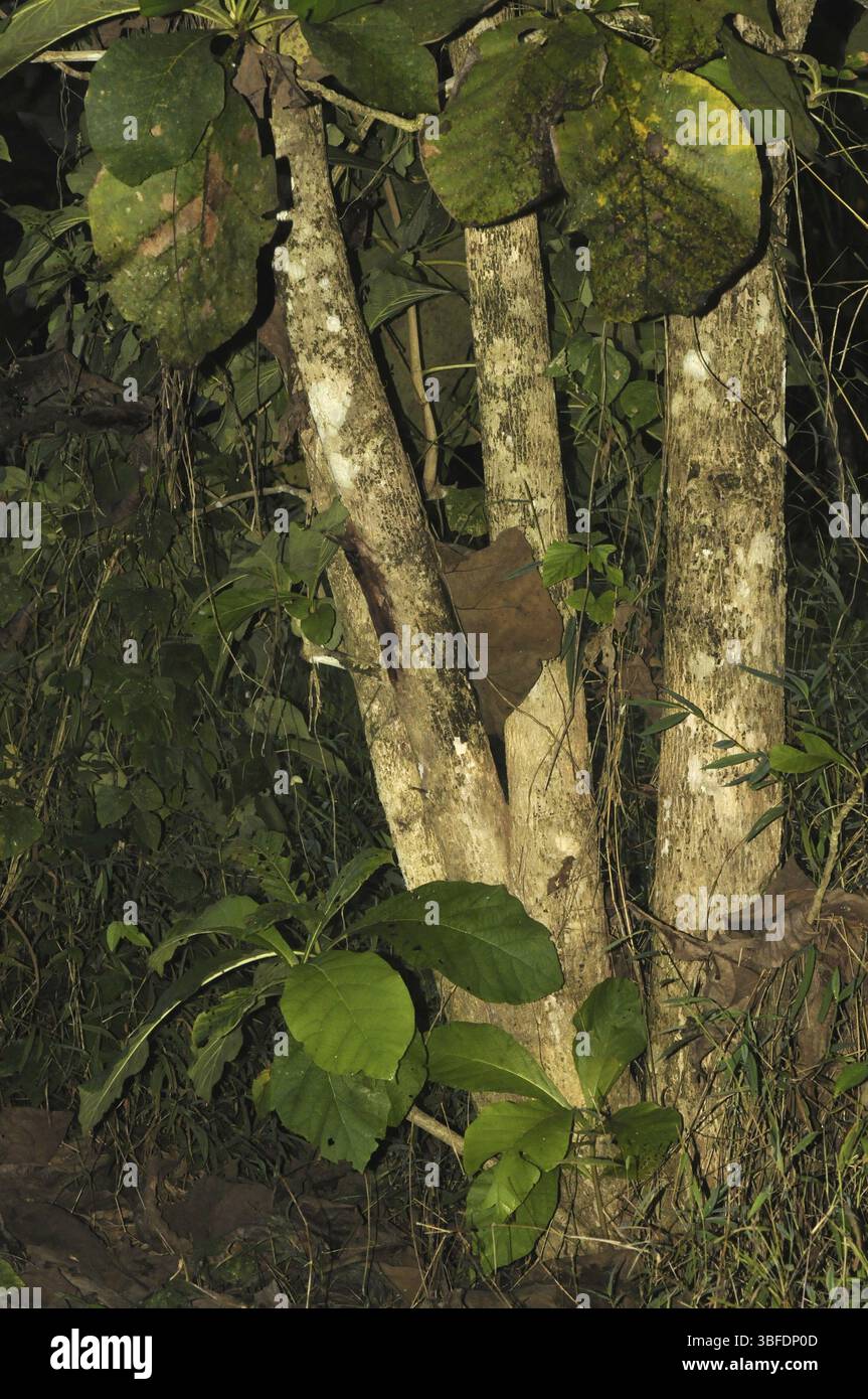 Tectona grandis hi-res stock photography and images - Alamy