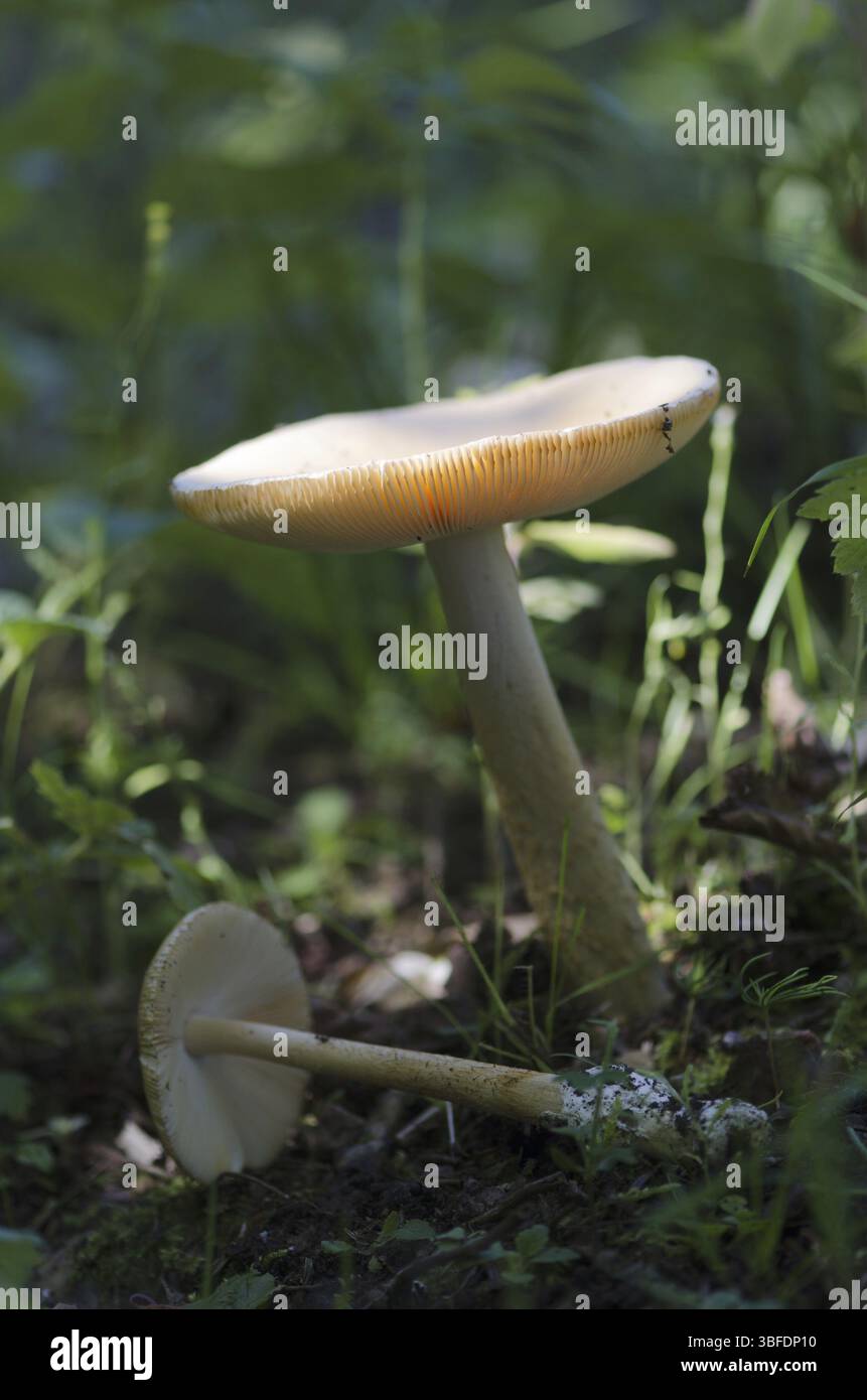 Orange grisette amanita crocea hi-res stock photography and images - Alamy