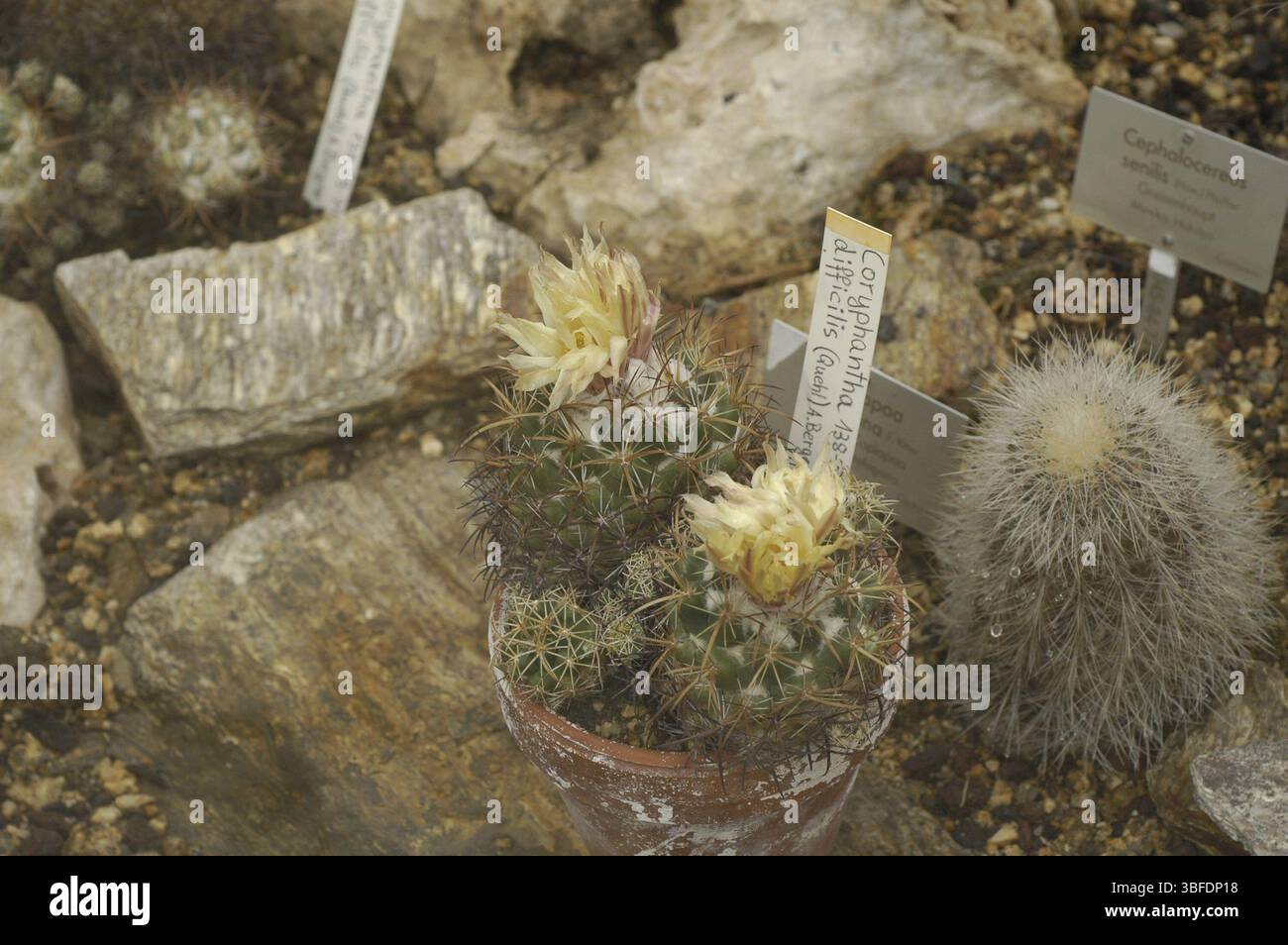 Coryphantha difficilis hi-res stock photography and images - Alamy