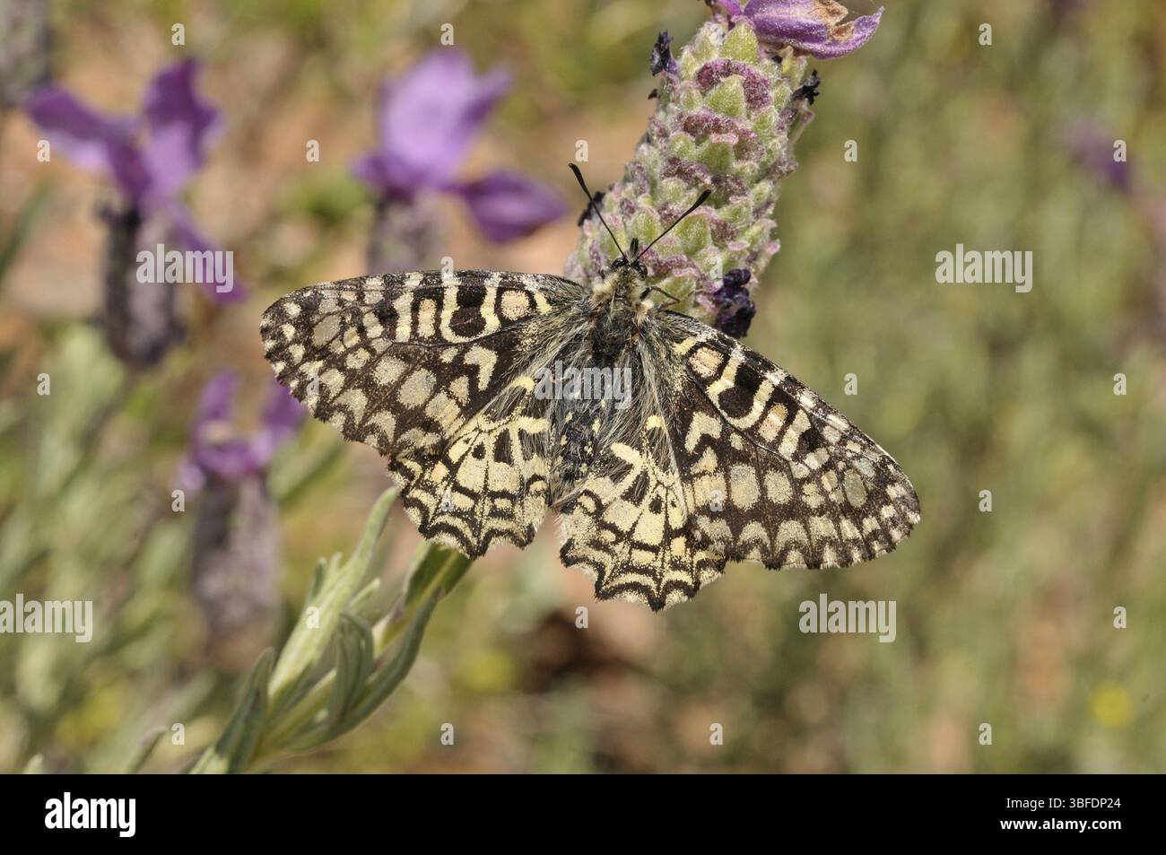 Spanish Festoon (Zerynthia rumina Stock Photo - Alamy