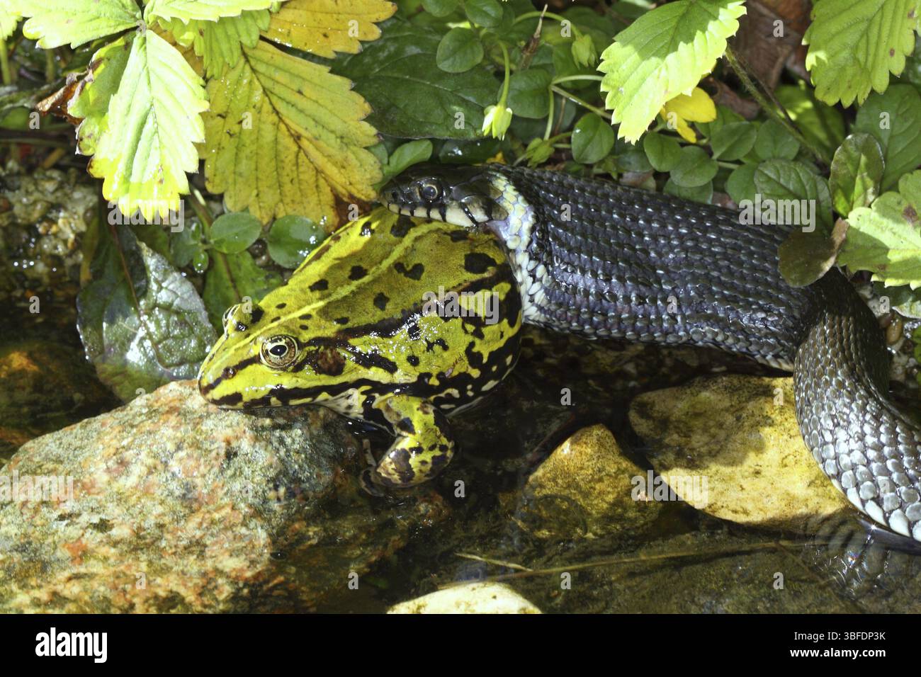 Grass snake eats very large pond frog - series (Natrix natrix Stock ...
