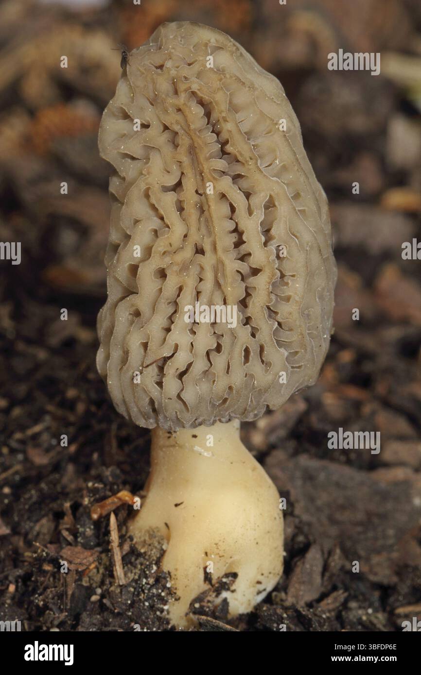 Morchella elata mushroom hi-res stock photography and images - Alamy