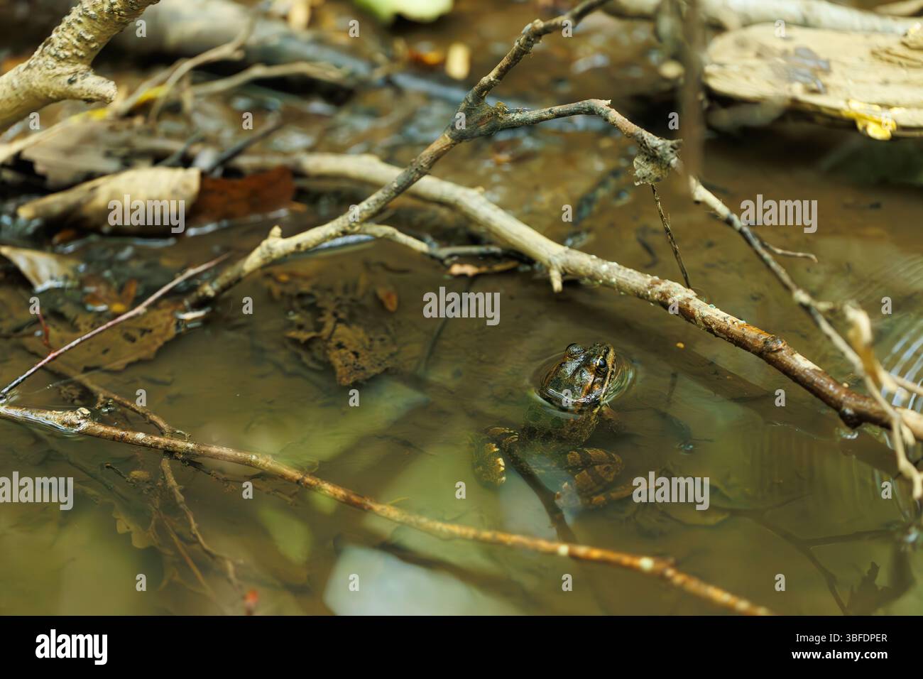 A frog in a pond and branches Stock Photo - Alamy