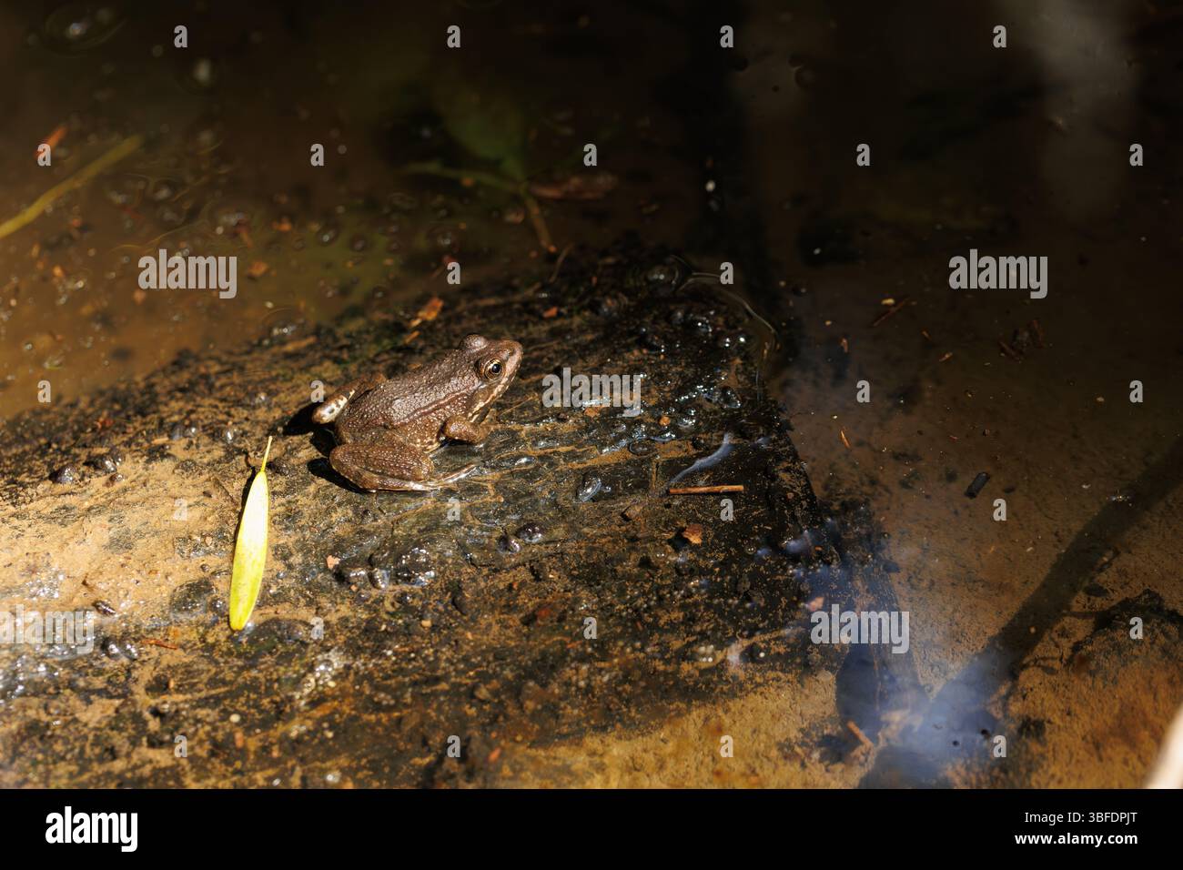 Cute cartoon frog sitting hi-res stock photography and images - Alamy