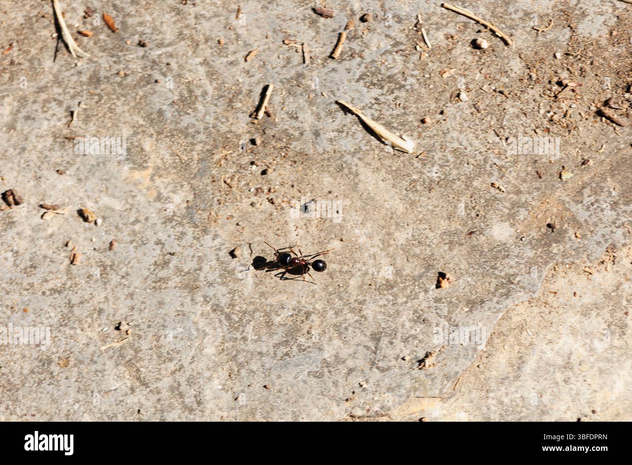 Black ants on dry hi-res stock photography and images - Alamy