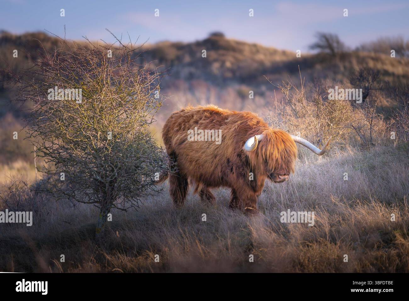 Highland cow grazing in the Waterleidingduinen, a nature reserve and ...