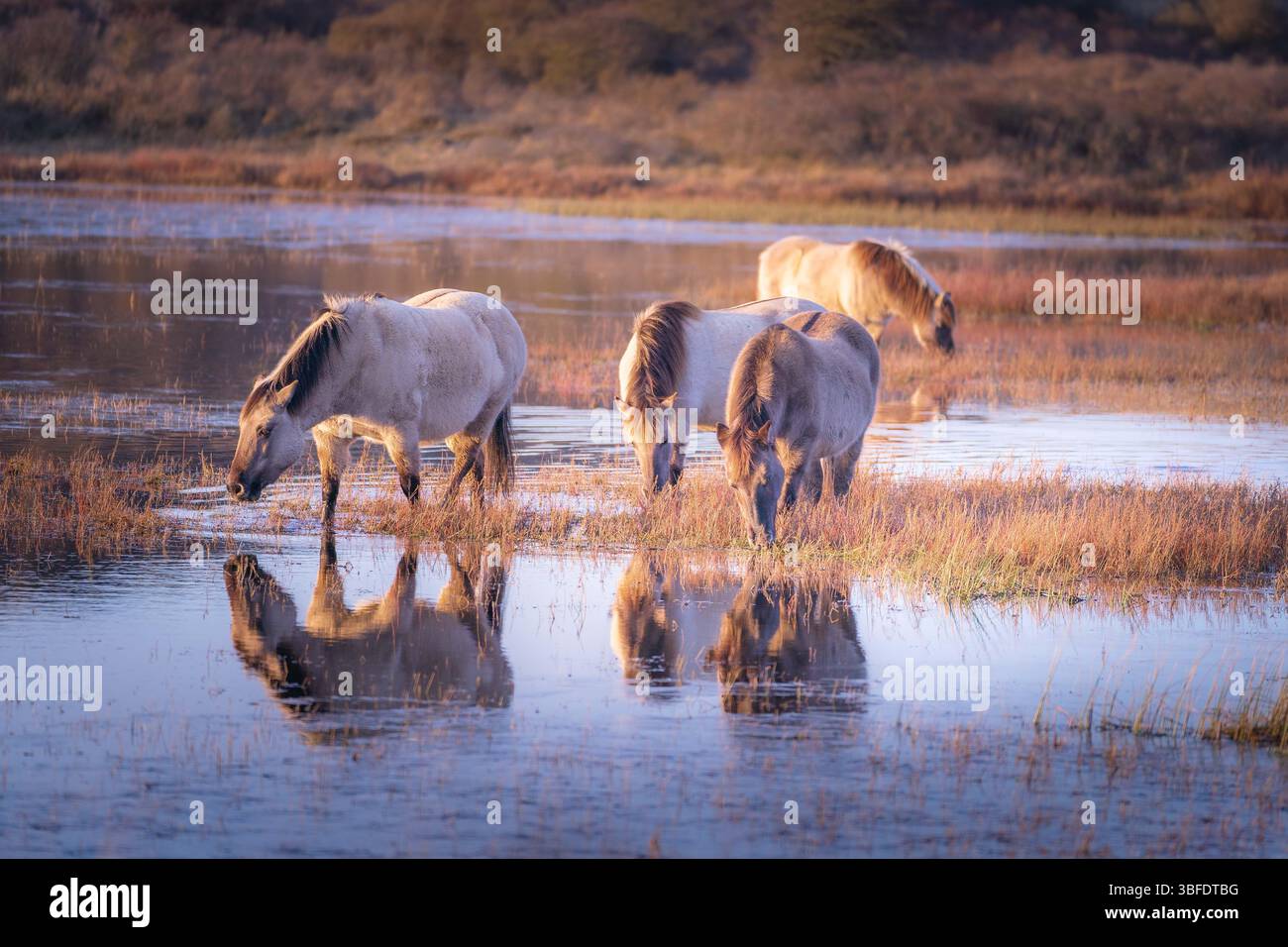Wild horses grazing in shallow water in a Dutch nature reserve ...
