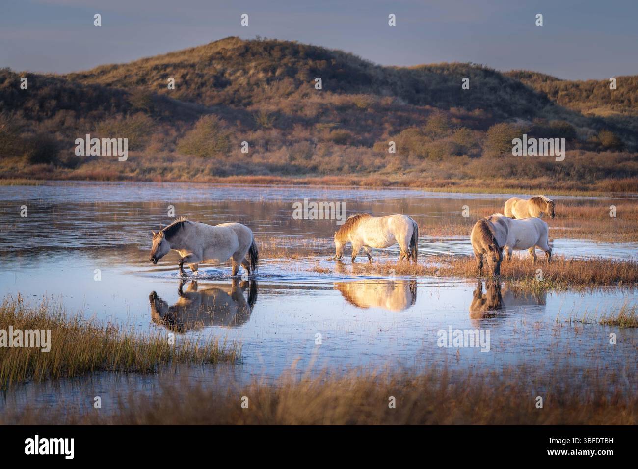 Wild horses grazing in shallow water in a Dutch nature reserve ...