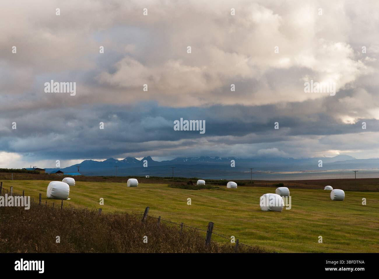 An Icelandic landscape featuring wide open fields scattered with white ...