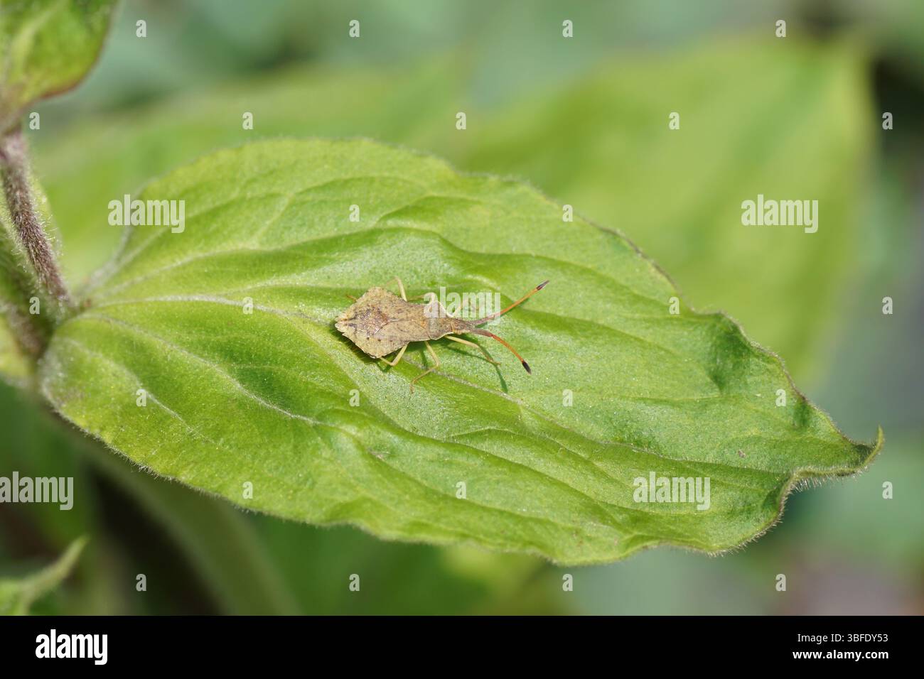 Rhombic leatherbug (Syromastus rhombeus). Family: Squash bugs ...