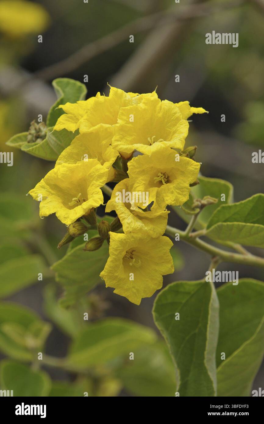 Cordia lutea plant hi-res stock photography and images - Alamy