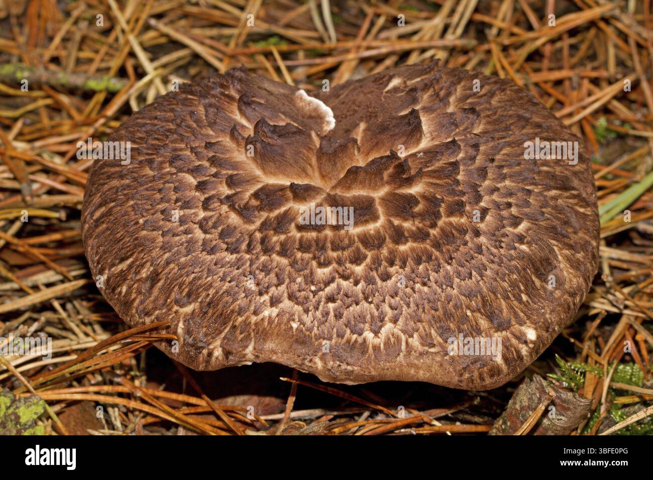Hawk mushroom (Sarcodon imbricatus Stock Photo - Alamy