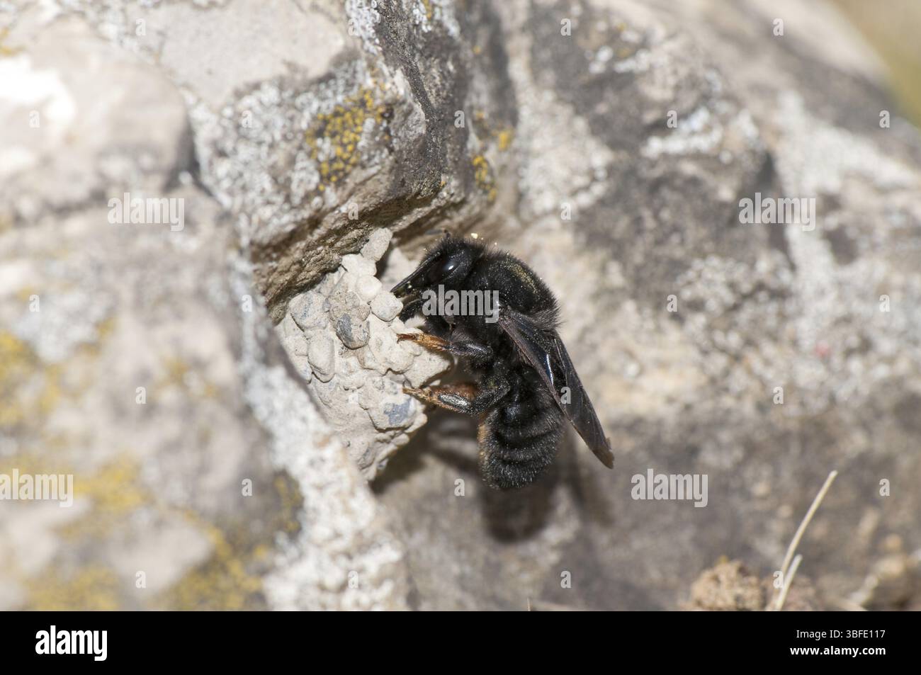Mortar bee (wall bee, mason bee, mortar bee Stock Photo - Alamy