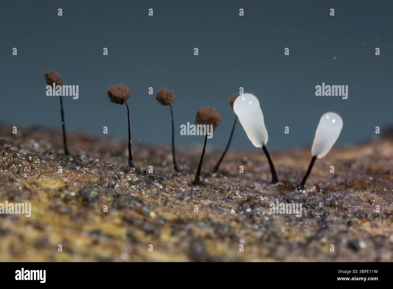 Slate grey filamentous globule (Comatricha nigra Stock Photo - Alamy