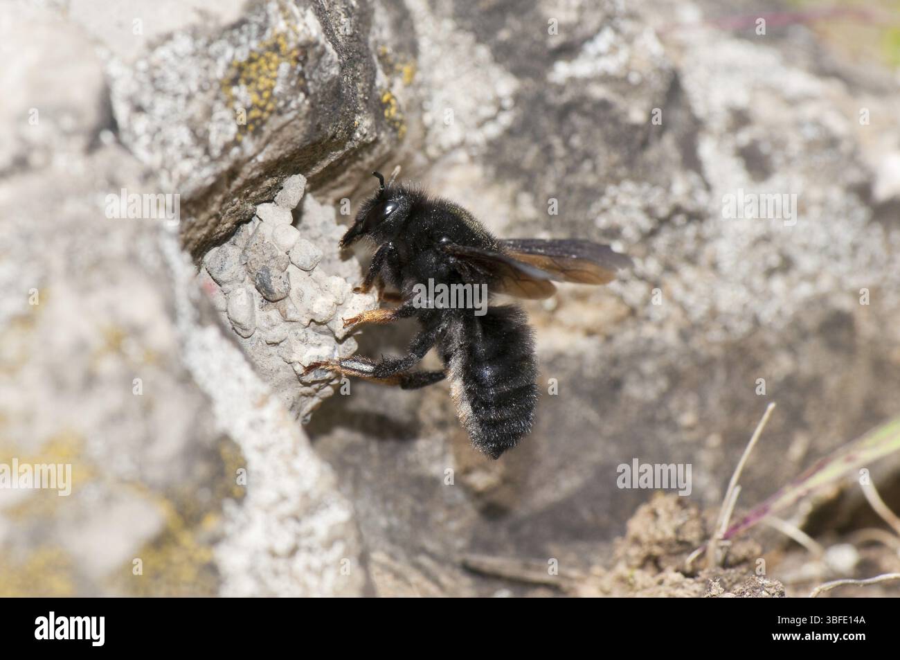 Mortar bee (wall bee, mason bee, mortar bee Stock Photo - Alamy