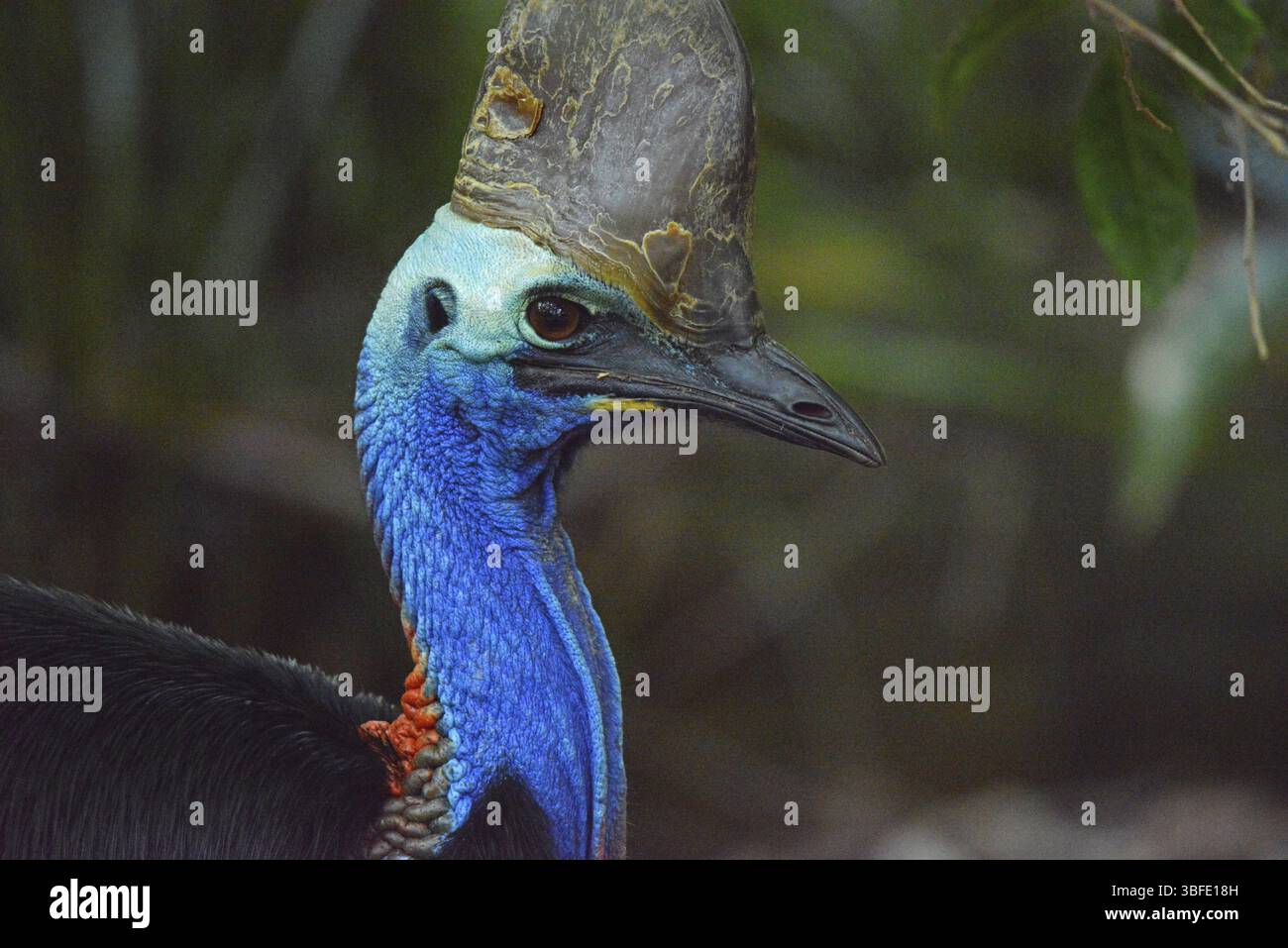 Helmeted Cassowary (Casuarius casuarius Stock Photo - Alamy