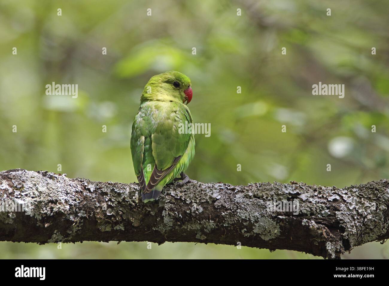 Taranta parrot (Agapornis taranta Stock Photo - Alamy