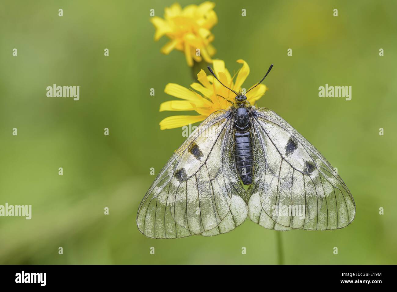 Clouded apollo parnassius mnemosyne female hi-res stock photography and ...