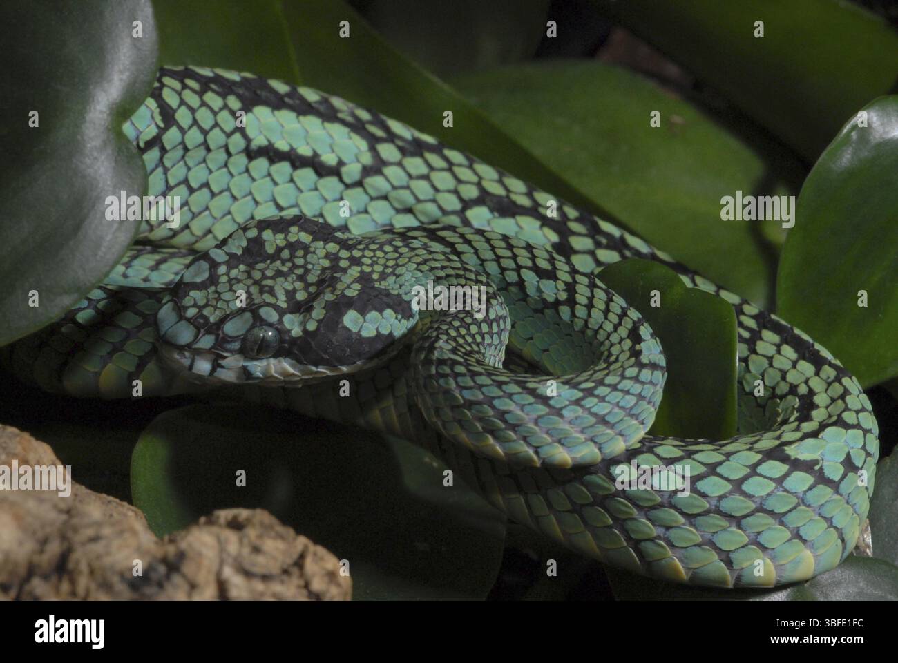 Ceylon bamboo viper (Trimeresurus trigonocephalus Stock Photo - Alamy